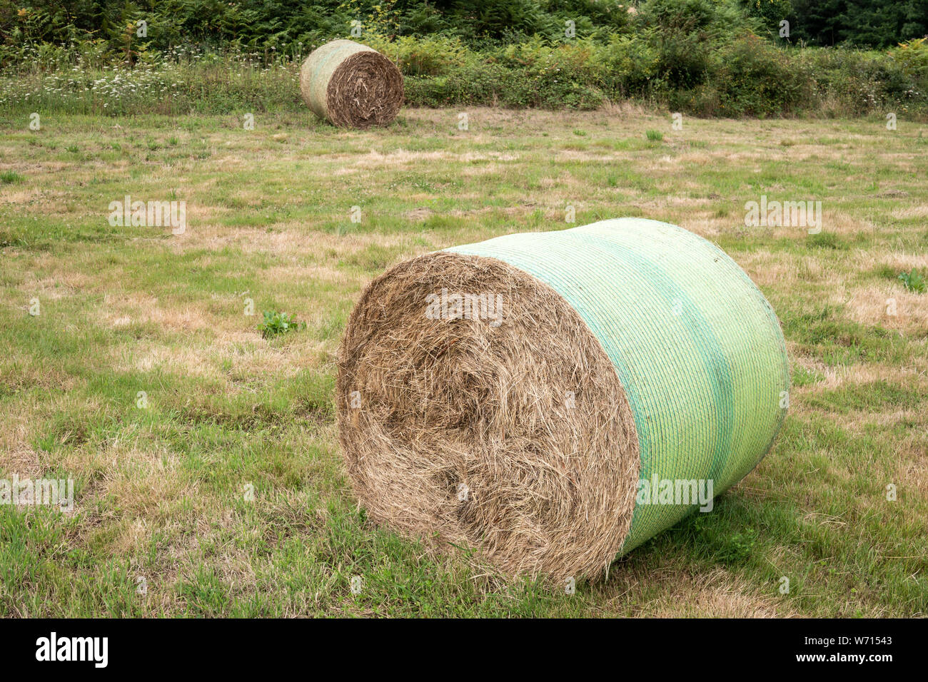 Weed farming hi-res stock photography and images - Alamy