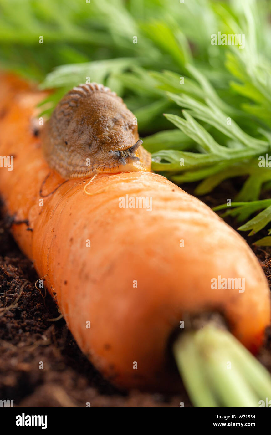 juvenile large red slug feeding on organic carrot Stock Photo - Alamy