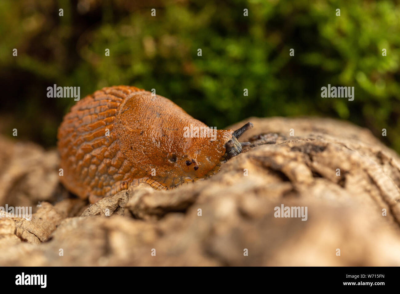 Adult large red slug crawling on tree bark Stock Photo - Alamy