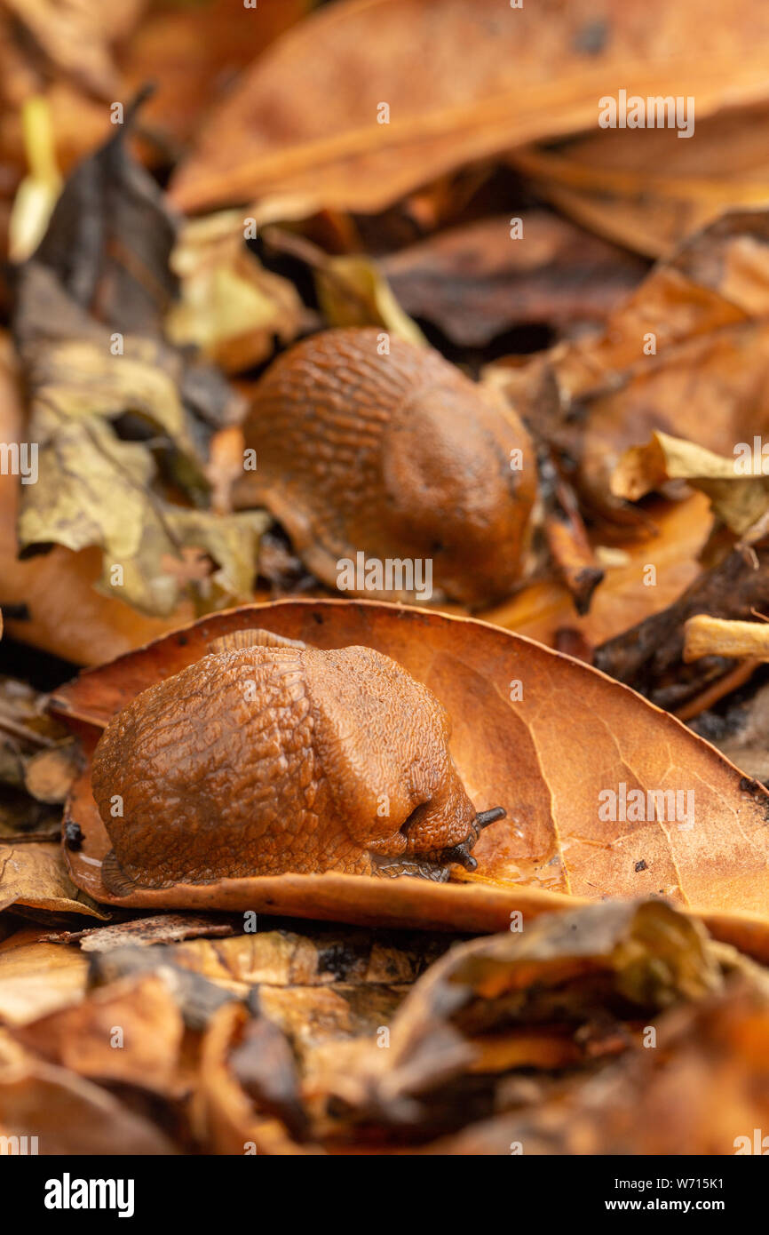 Dead Slug High Resolution Stock Photography and Images - Alamy