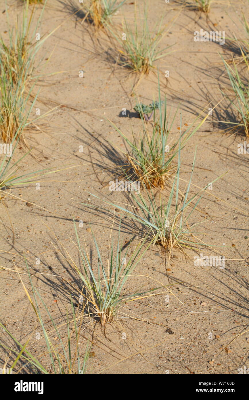 Dune; Sand dunes; Grass, Germany, Europe Stock Photo - Alamy