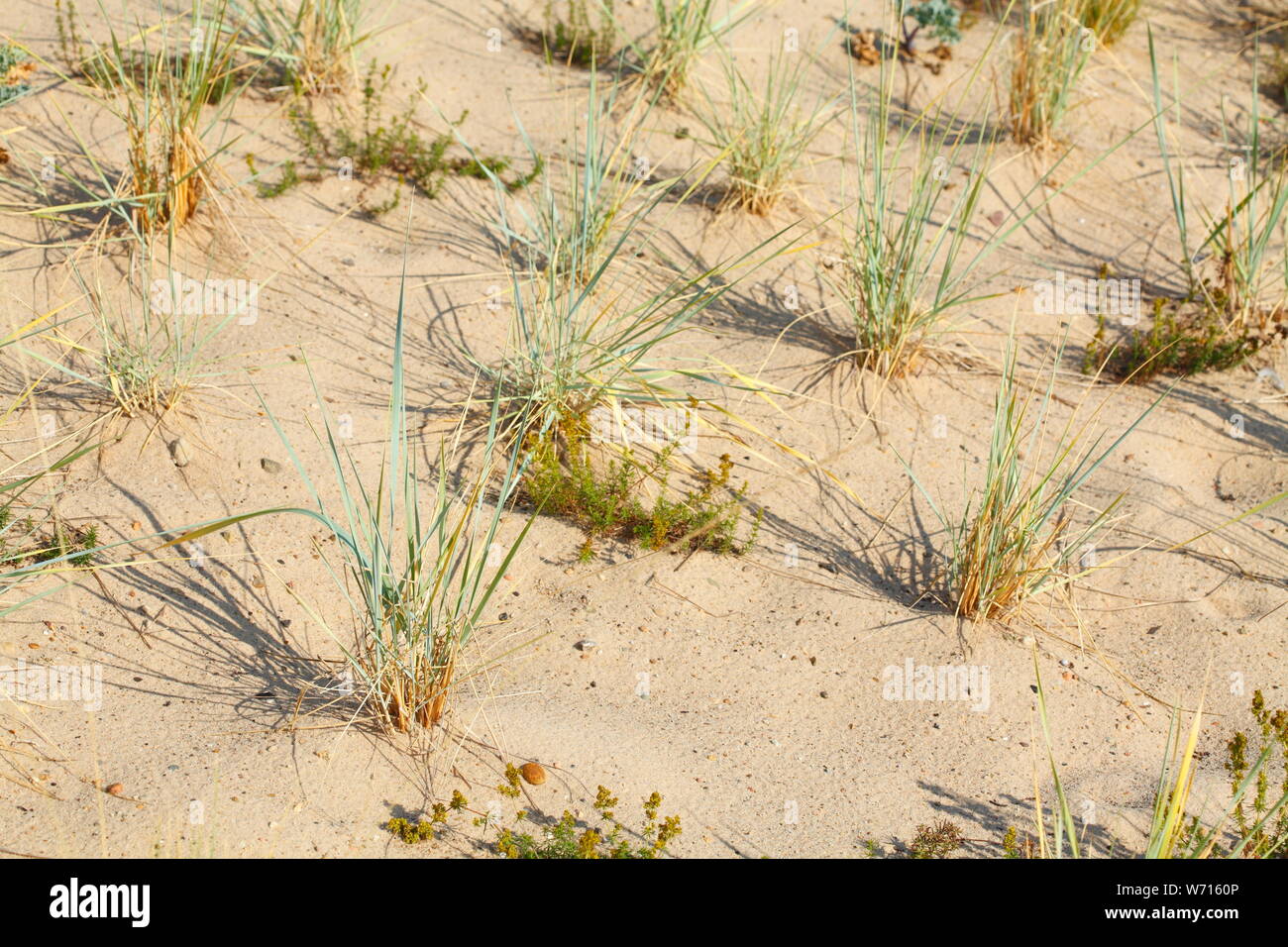 Dune; Sand dunes; Grass, Germany, Europe Stock Photo - Alamy