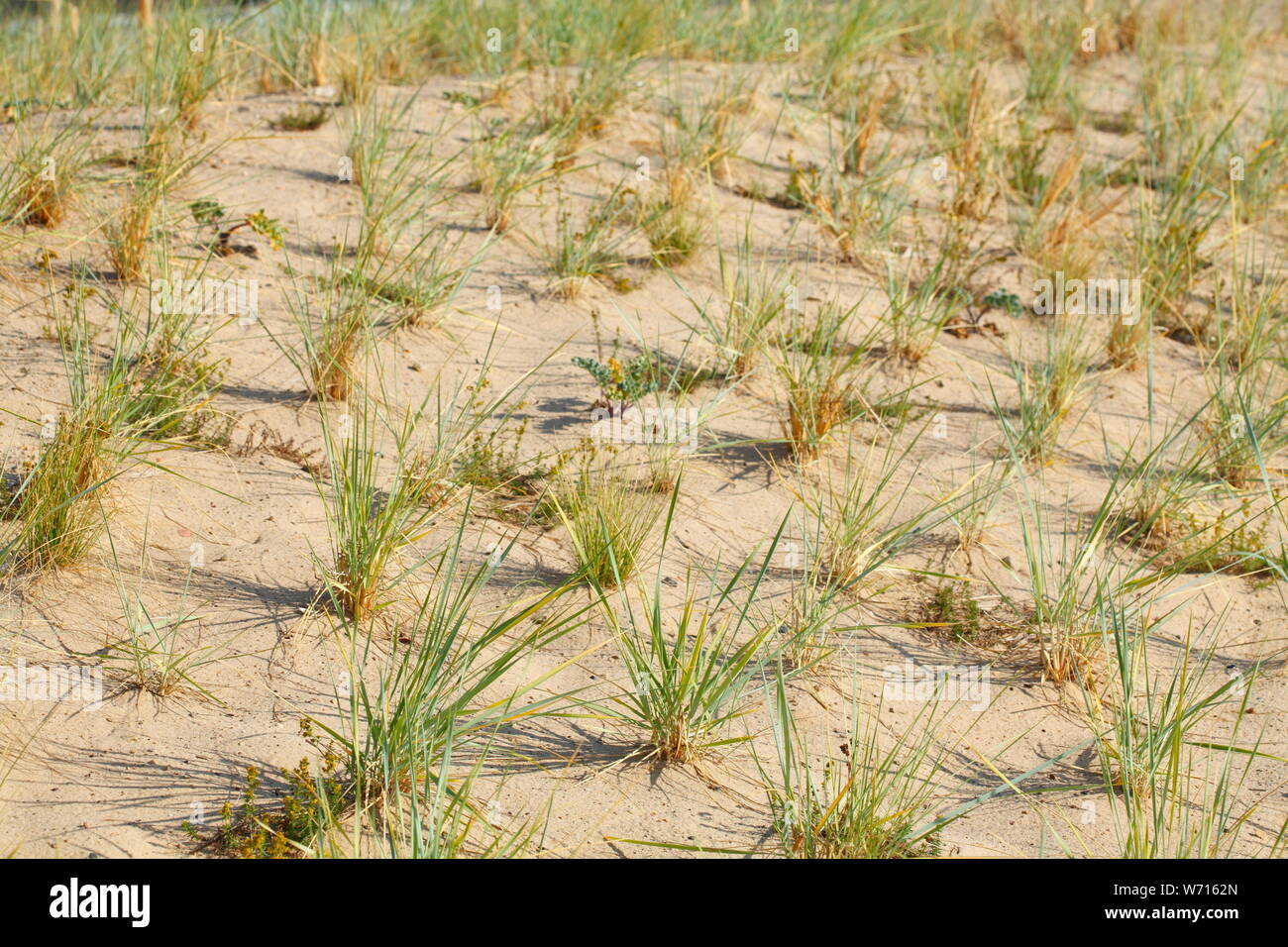 Dune; Sand dunes; Grass, Germany, Europe Stock Photo - Alamy