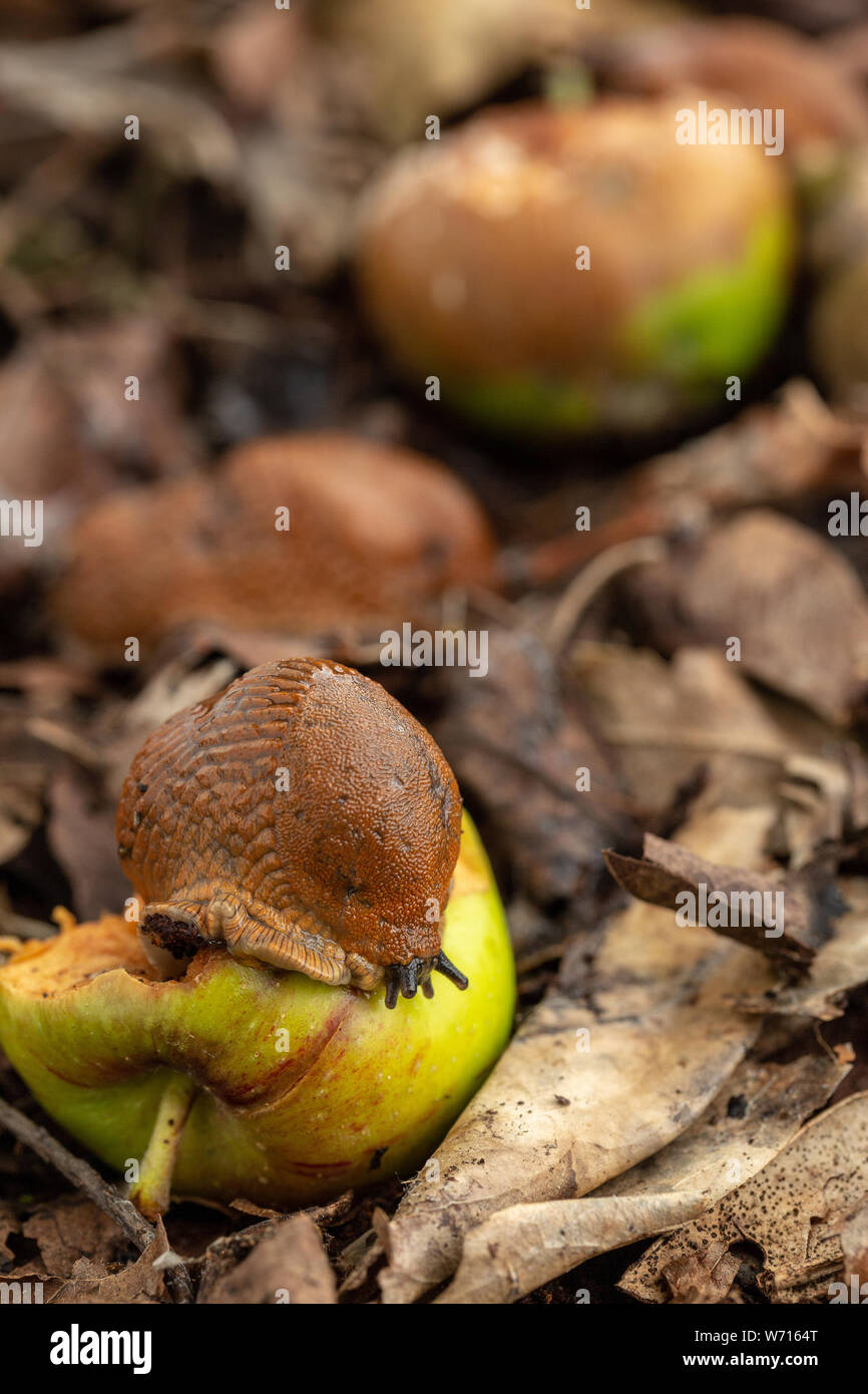Slug eating apple hi-res stock photography and images - Alamy