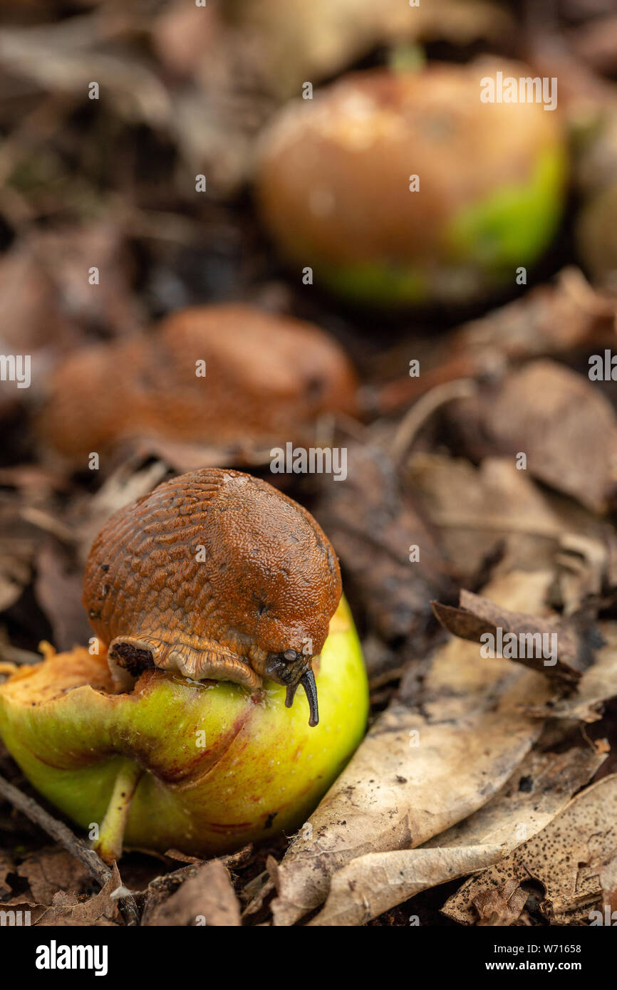 Adult large red slug crawling on and eating a rotting apple that has ...