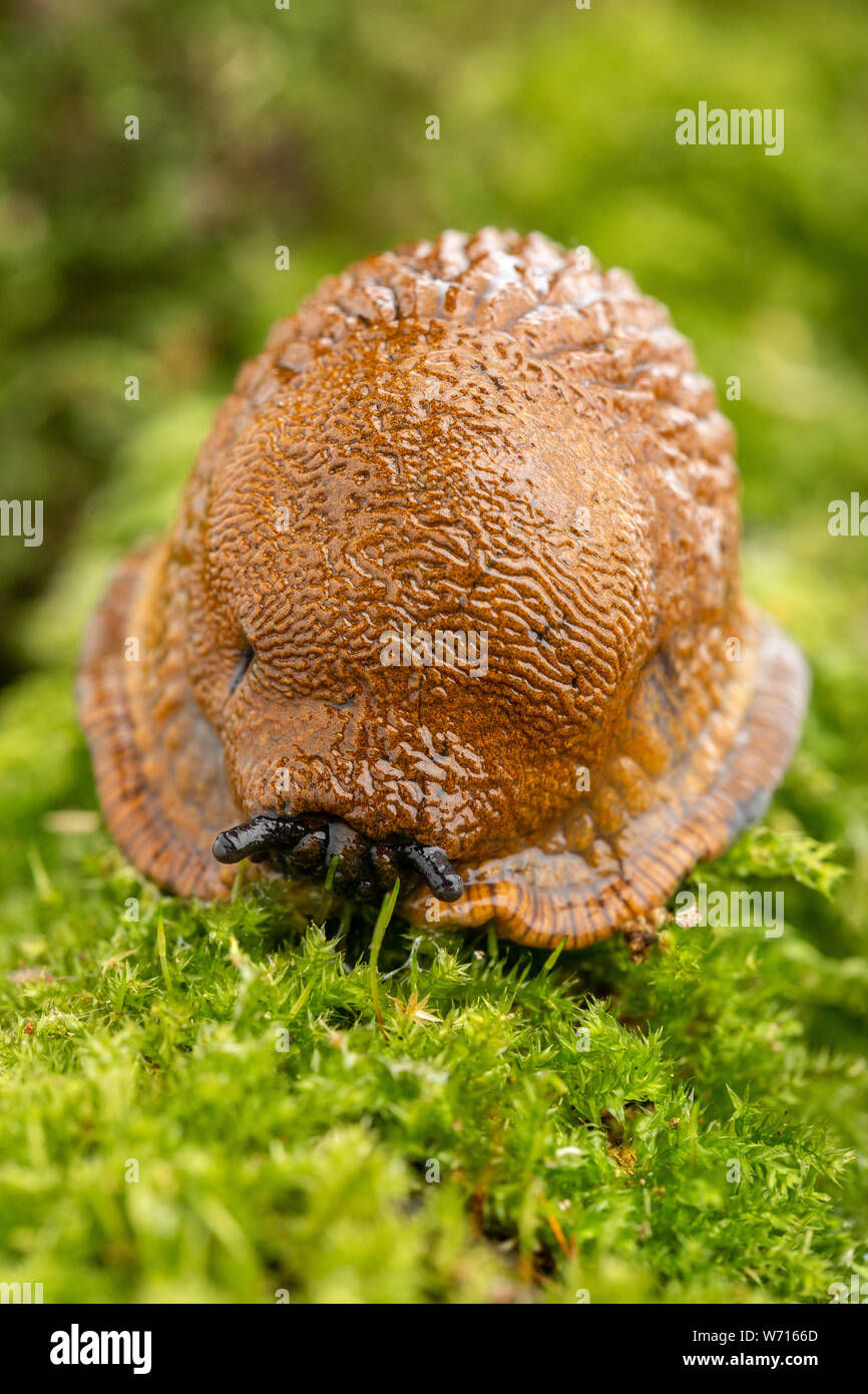Slug crawling on forest floor hi-res stock photography and images - Alamy
