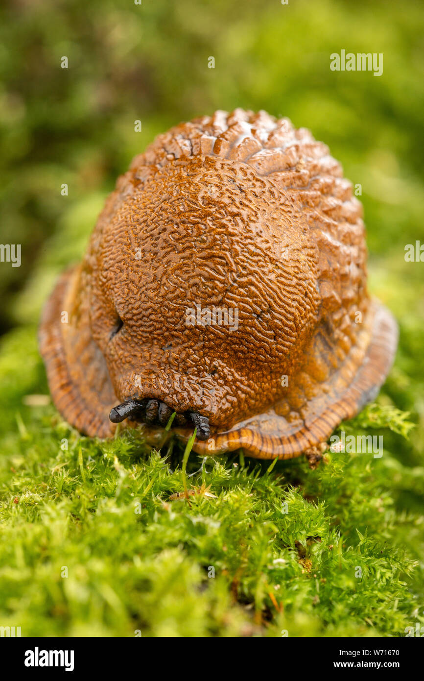 Adult large red slug crawling on mossy branch Stock Photo - Alamy