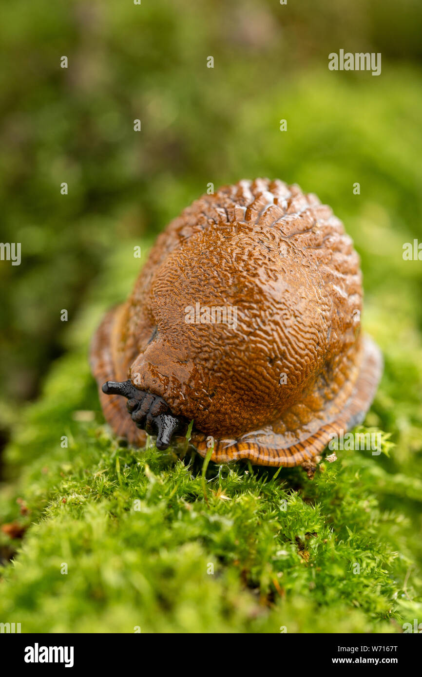 Slug crawling on forest floor hi-res stock photography and images - Alamy