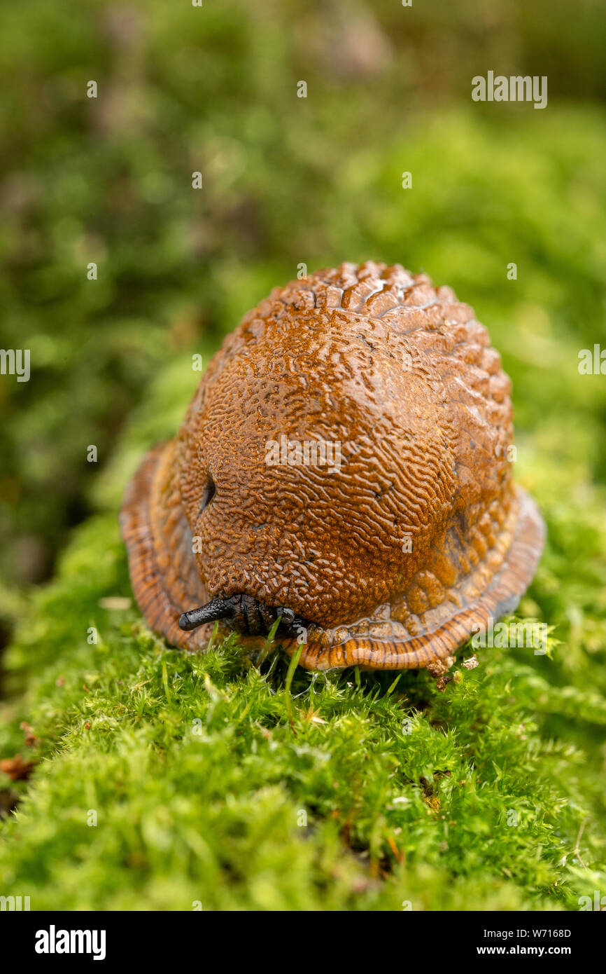 Adult large red slug crawling on mossy branch Stock Photo - Alamy