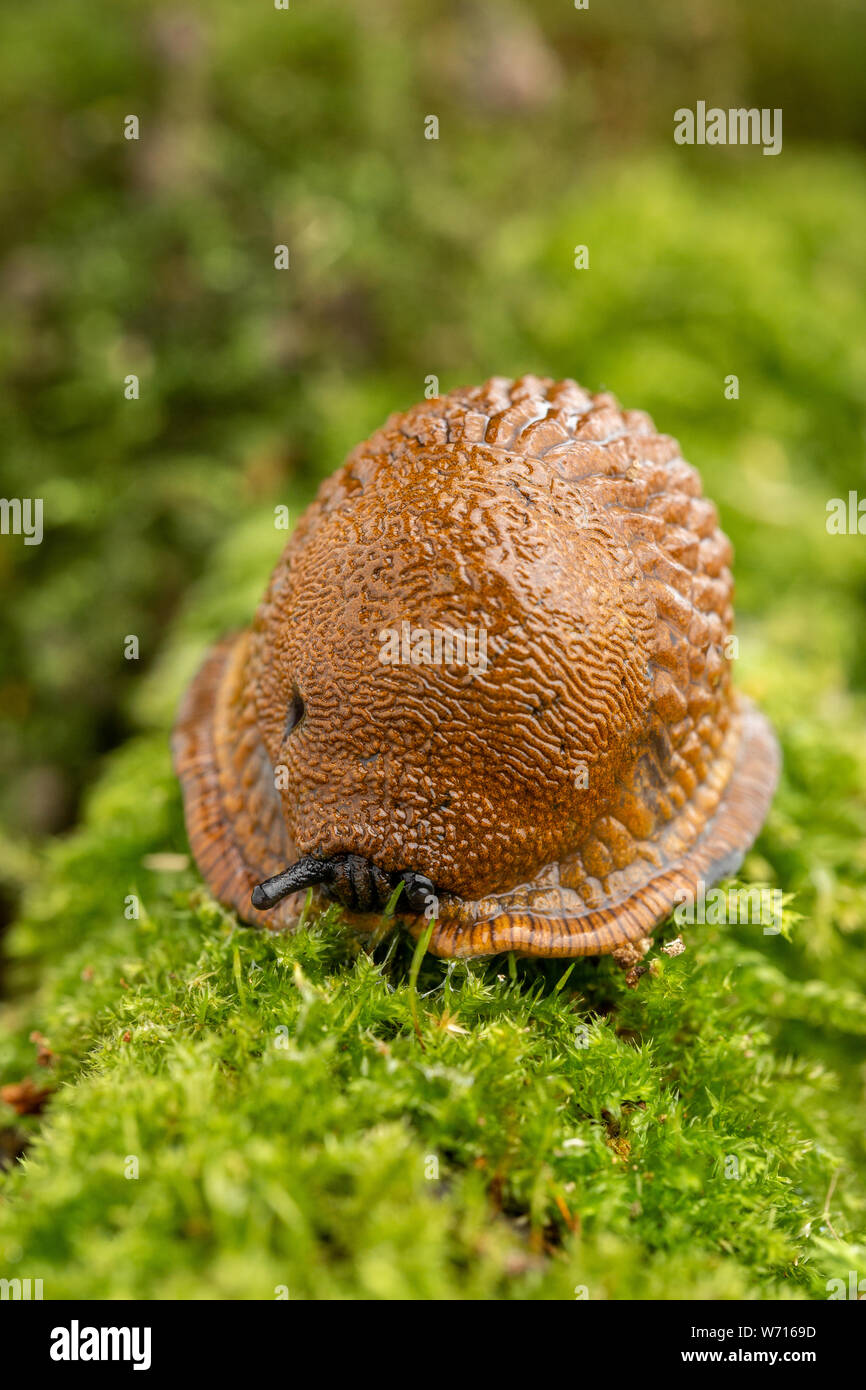 Slug crawling hi-res stock photography and images - Alamy