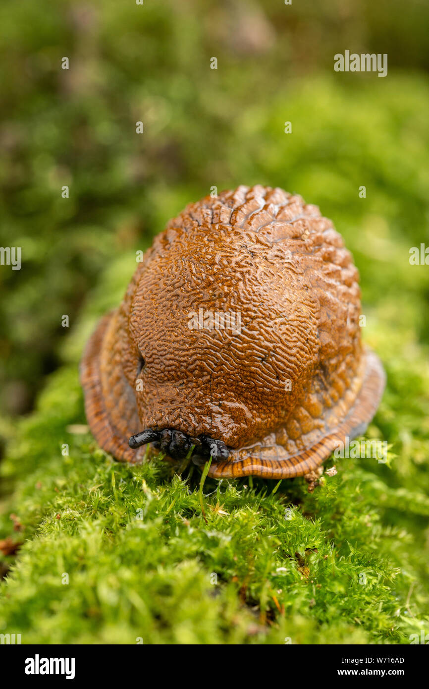 Slug crawling hi-res stock photography and images - Alamy