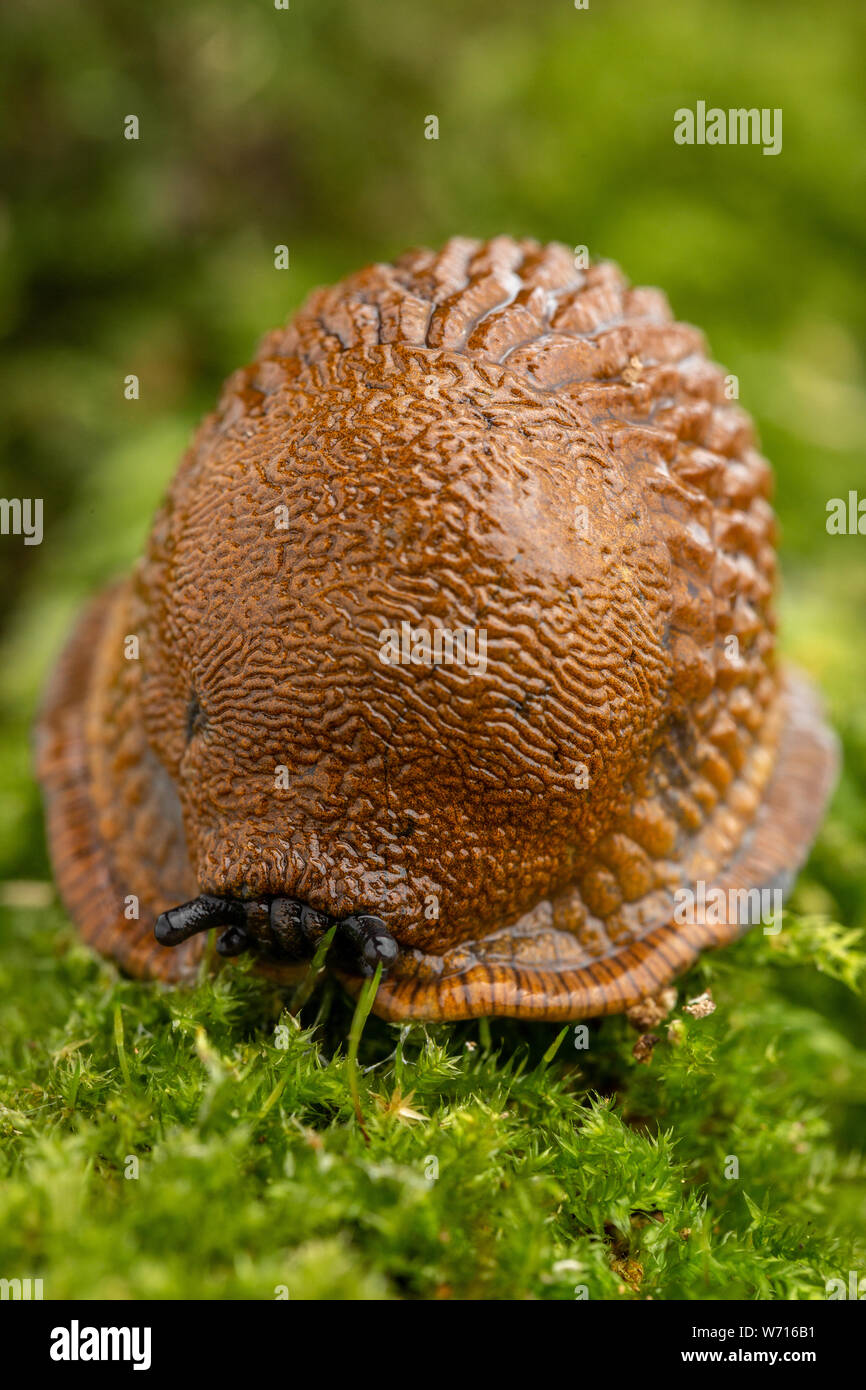 Adult large red slug crawling on mossy branch Stock Photo - Alamy