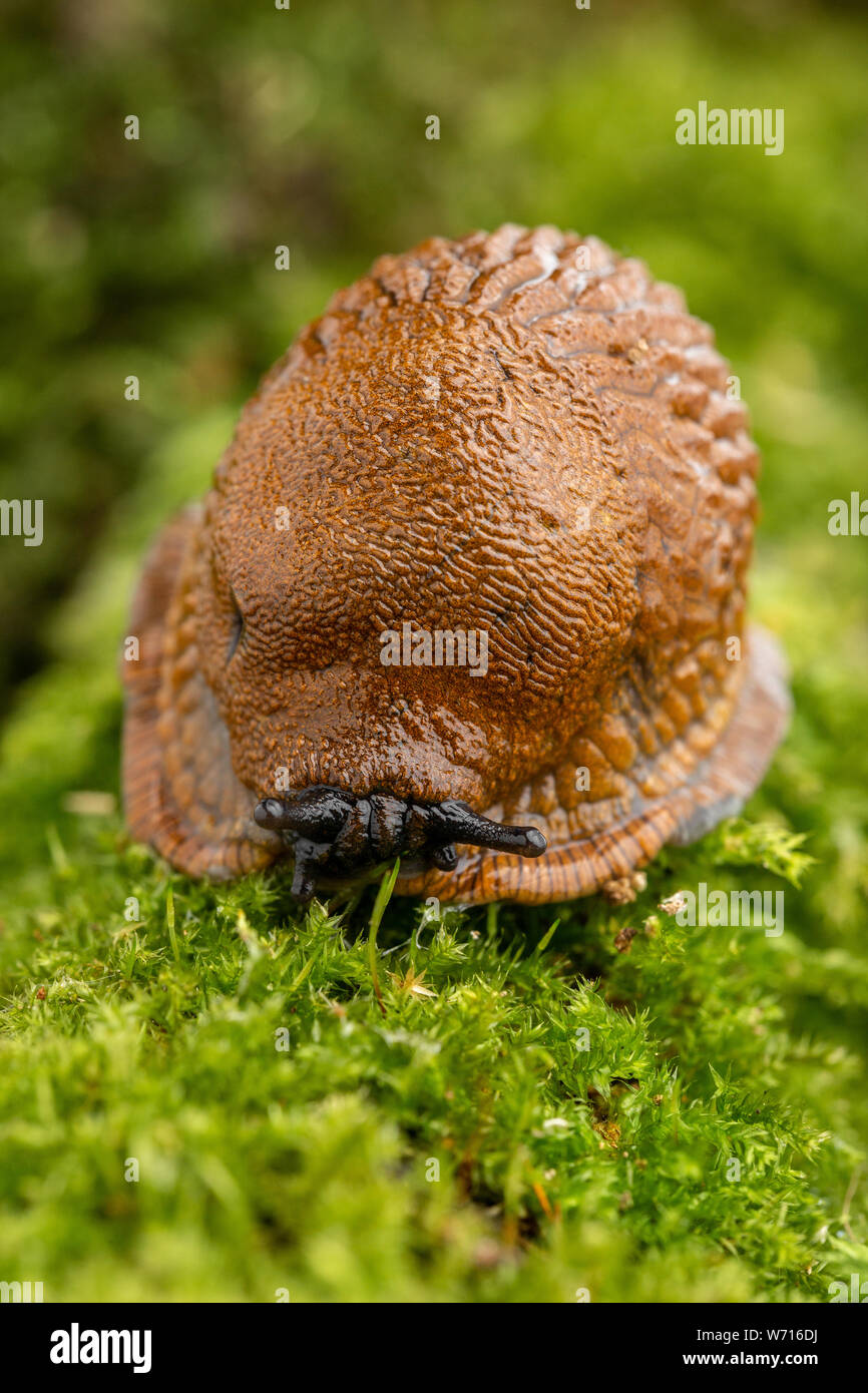 Adult large red slug crawling on mossy branch Stock Photo - Alamy