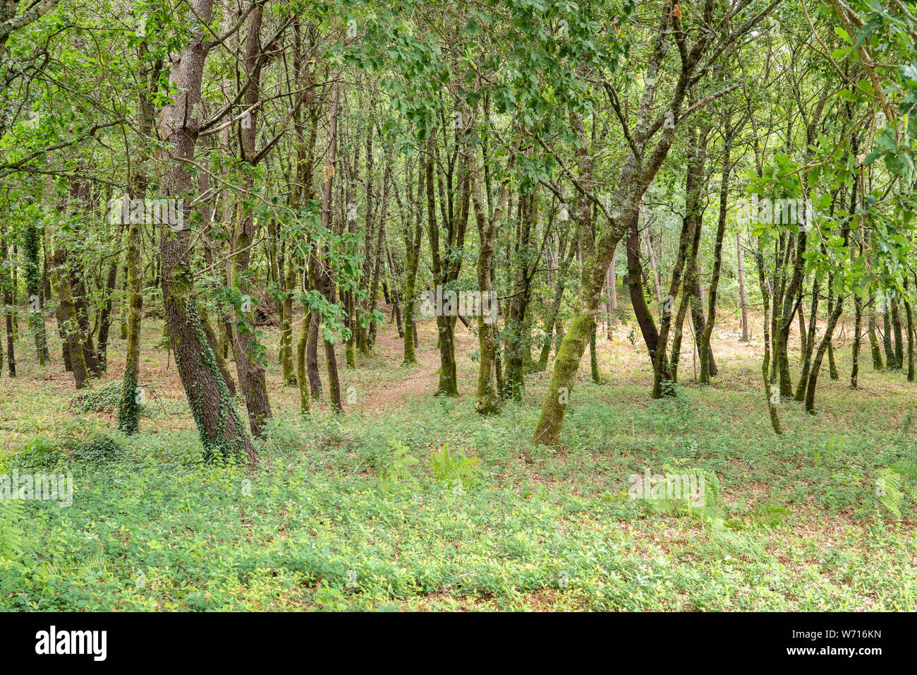 Forest background. Oak trees and footpath on summertime. Galicia, Spain ...