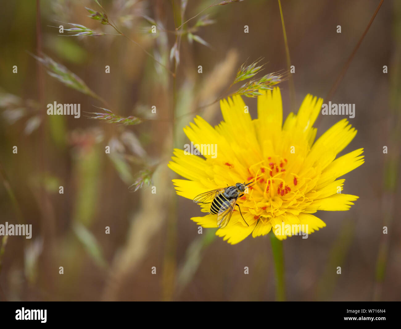 Dipterous hi-res stock photography and images - Alamy