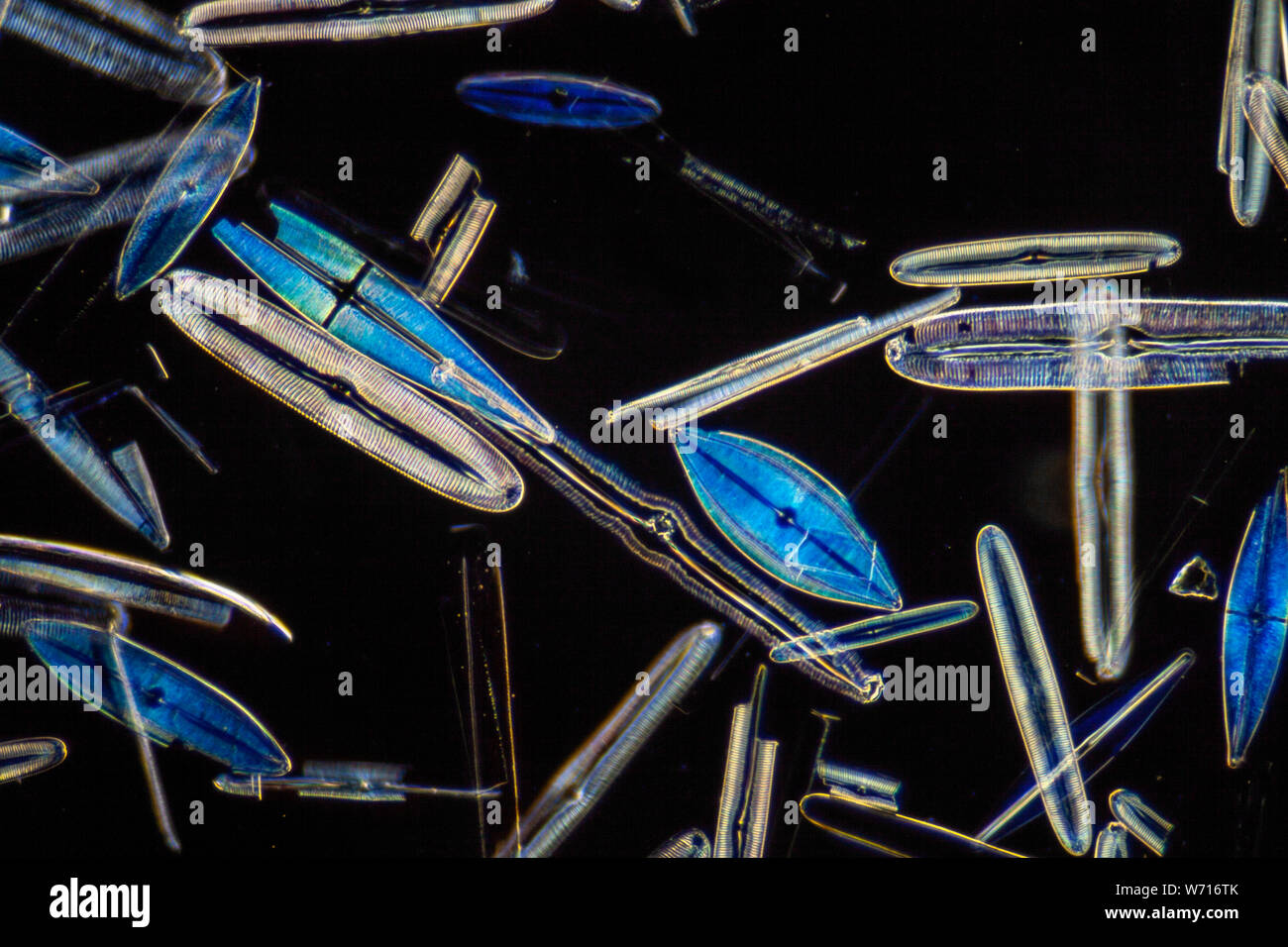 Marine diatom hi-res stock photography and images - Alamy