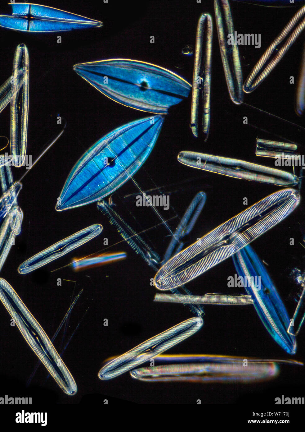 Marine Diatom High Resolution Stock Photography and Images - Alamy