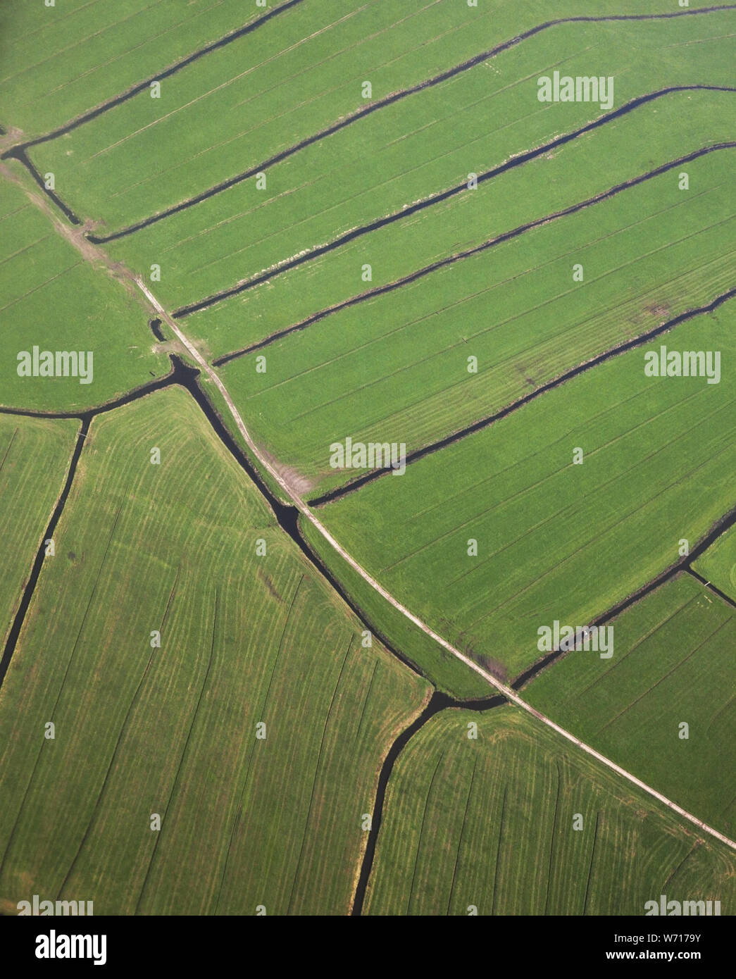 Field near Amsterdam. Holland.Netherlands Stock Photo - Alamy