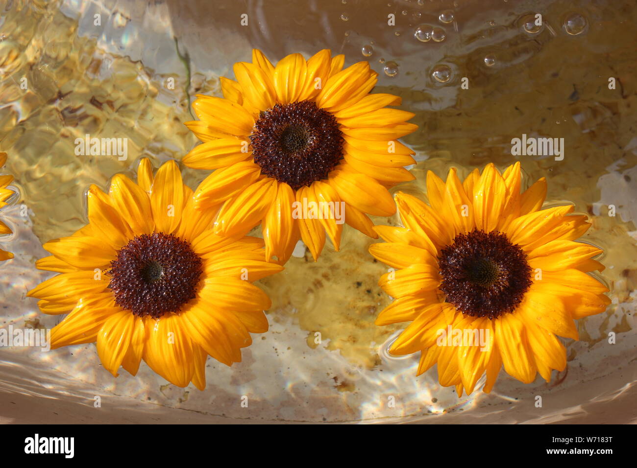 Three heads of common sunflowers drapped in a fountain with clear water ...