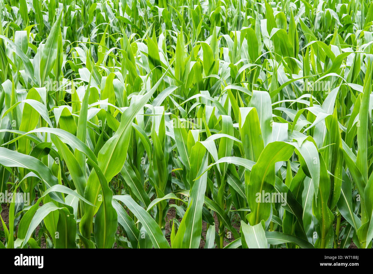 Growing corn field. Agricultural landscape Stock Photo - Alamy