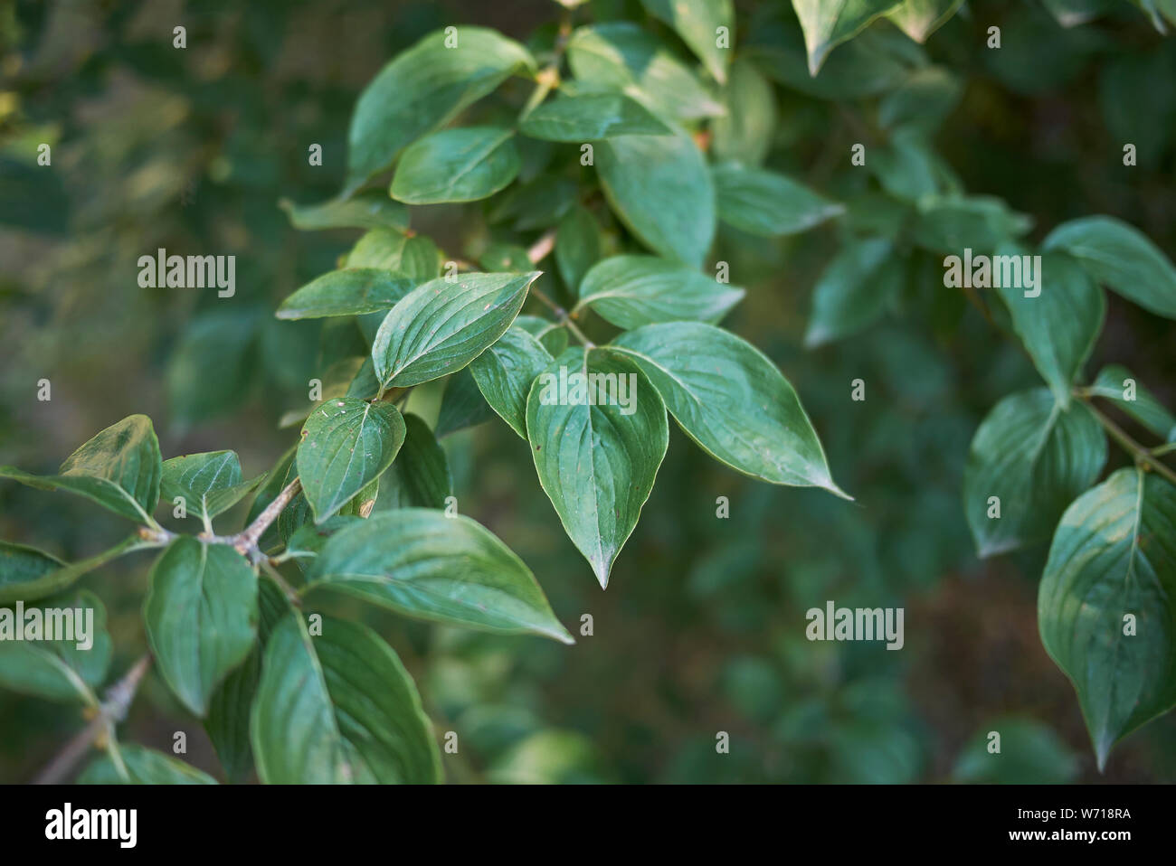 Cornus mas branch with fresh fruit and leaves Stock Photo - Alamy