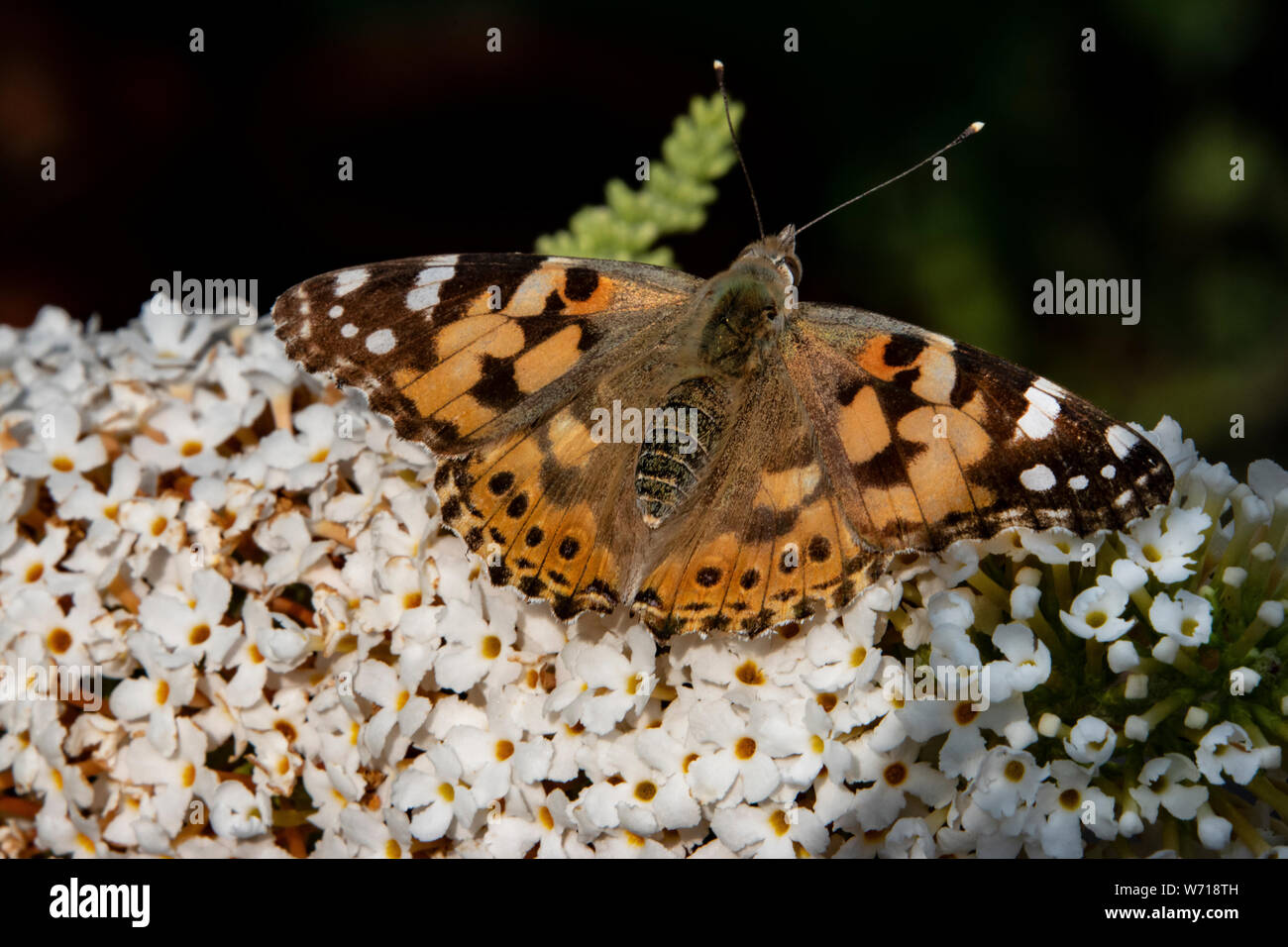 Painted lady buddleja white hi-res stock photography and images - Alamy