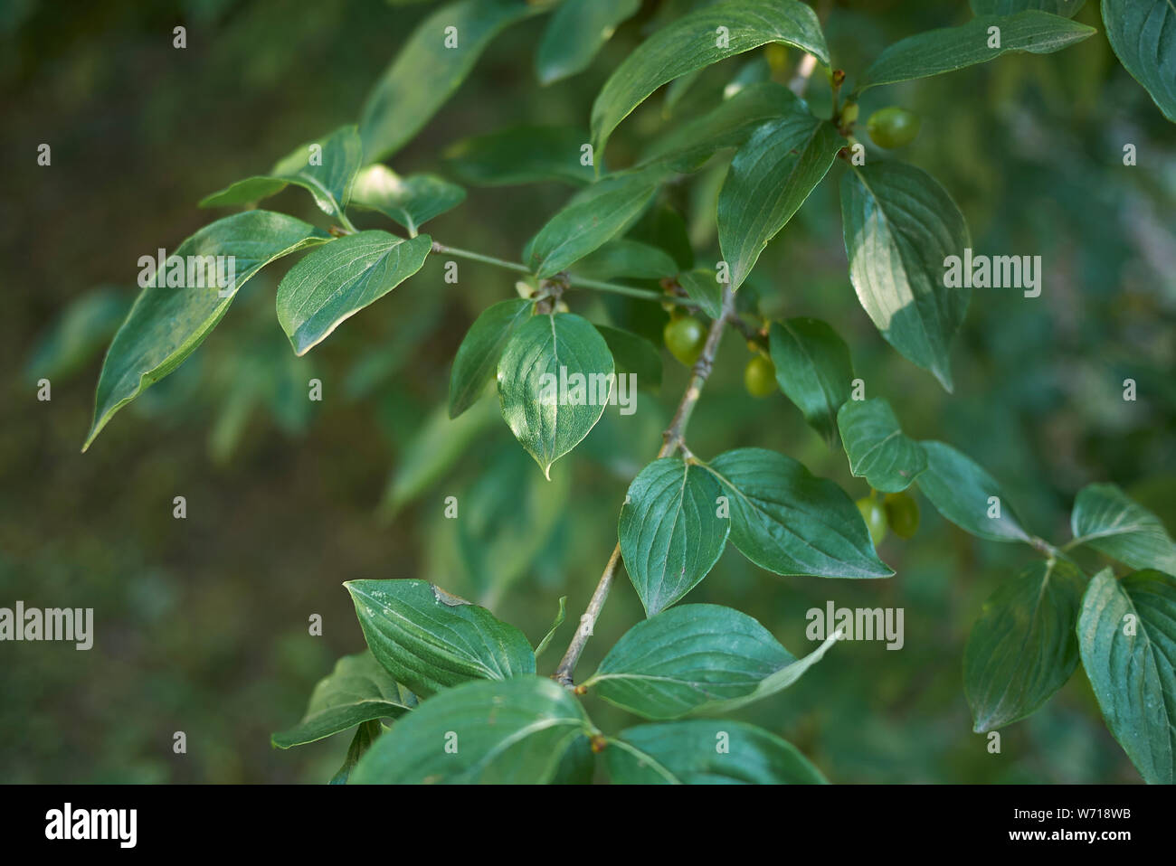 Cornus mas branch with fresh fruit and leaves Stock Photo - Alamy