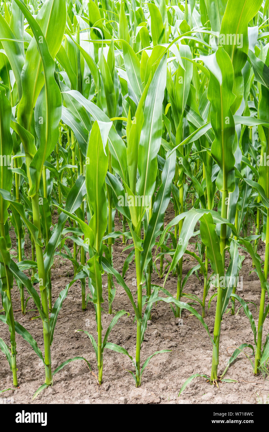 Growing corn field. Agricultural landscape Stock Photo - Alamy