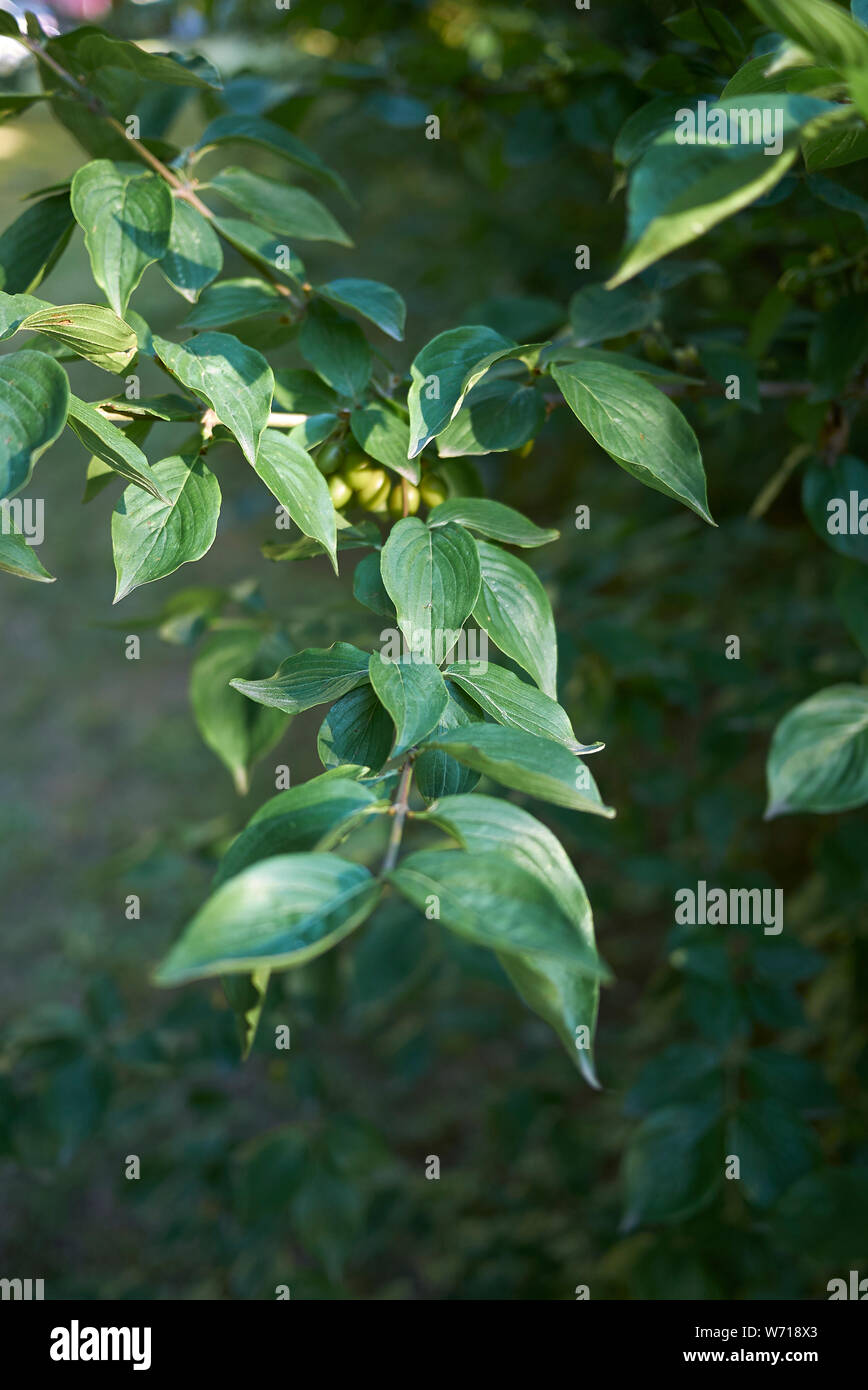 Cornus mas branch with fresh fruit and leaves Stock Photo - Alamy