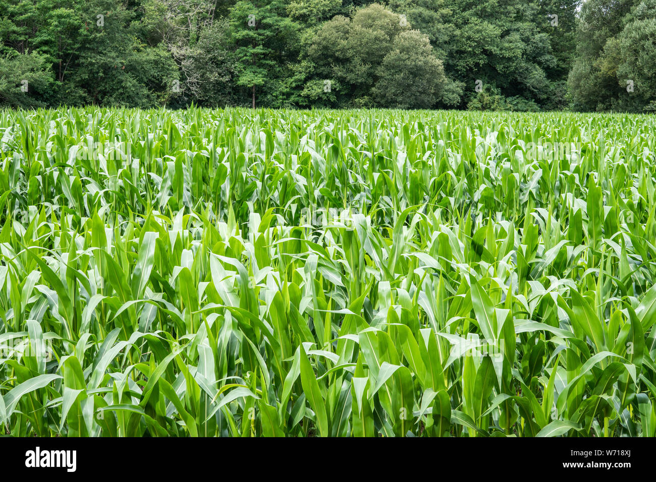 Growing corn field with trees at the back. Agricultural landscape Stock ...