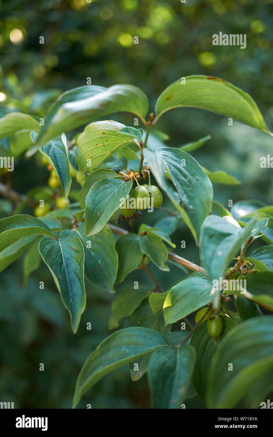 Cornus mas branch with fresh fruit and leaves Stock Photo - Alamy