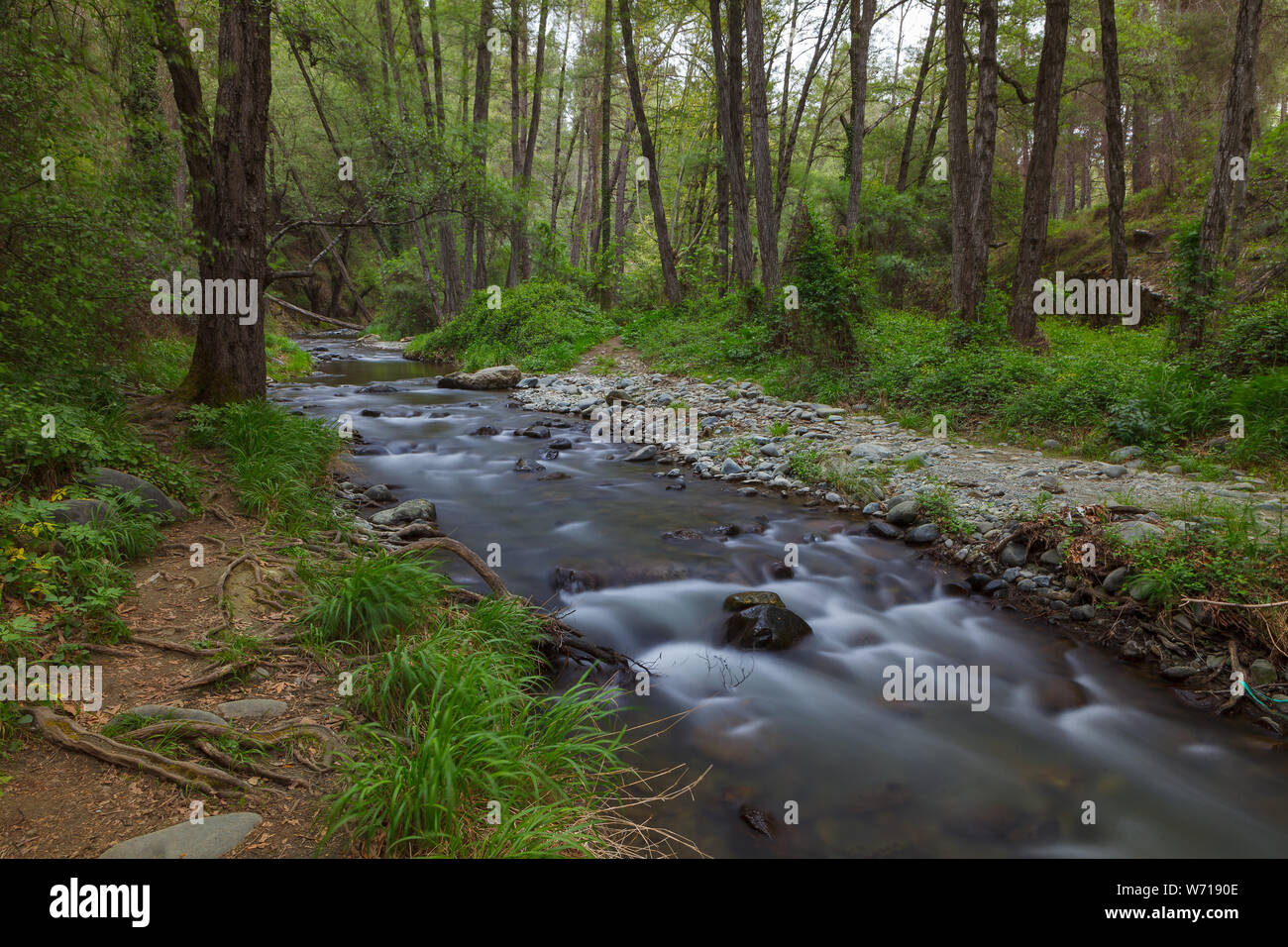 Cyprus summer travel troodos forest trees hi-res stock photography and ...