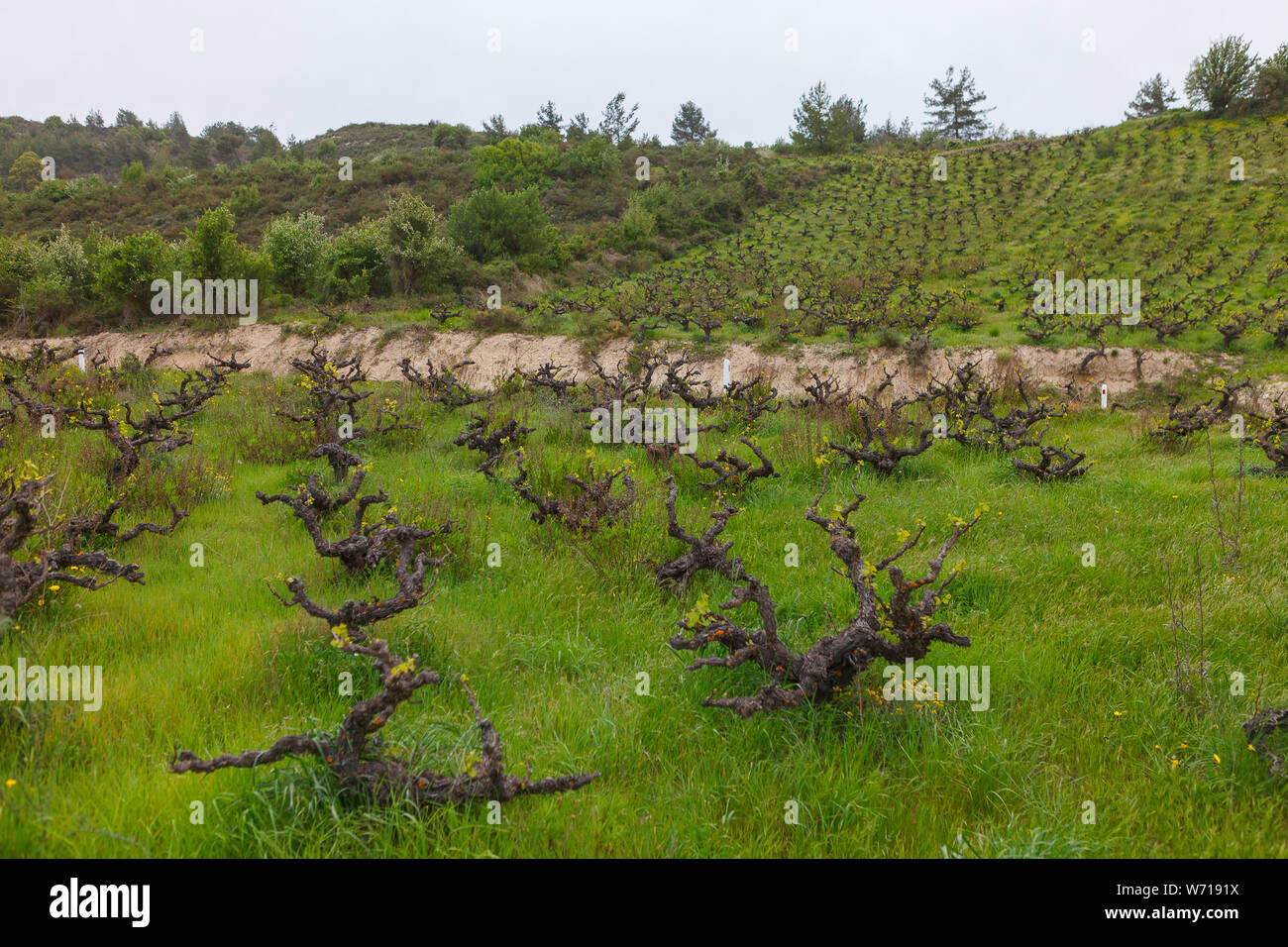 Growing olive trees and farmland in Cyprus Stock Photo - Alamy