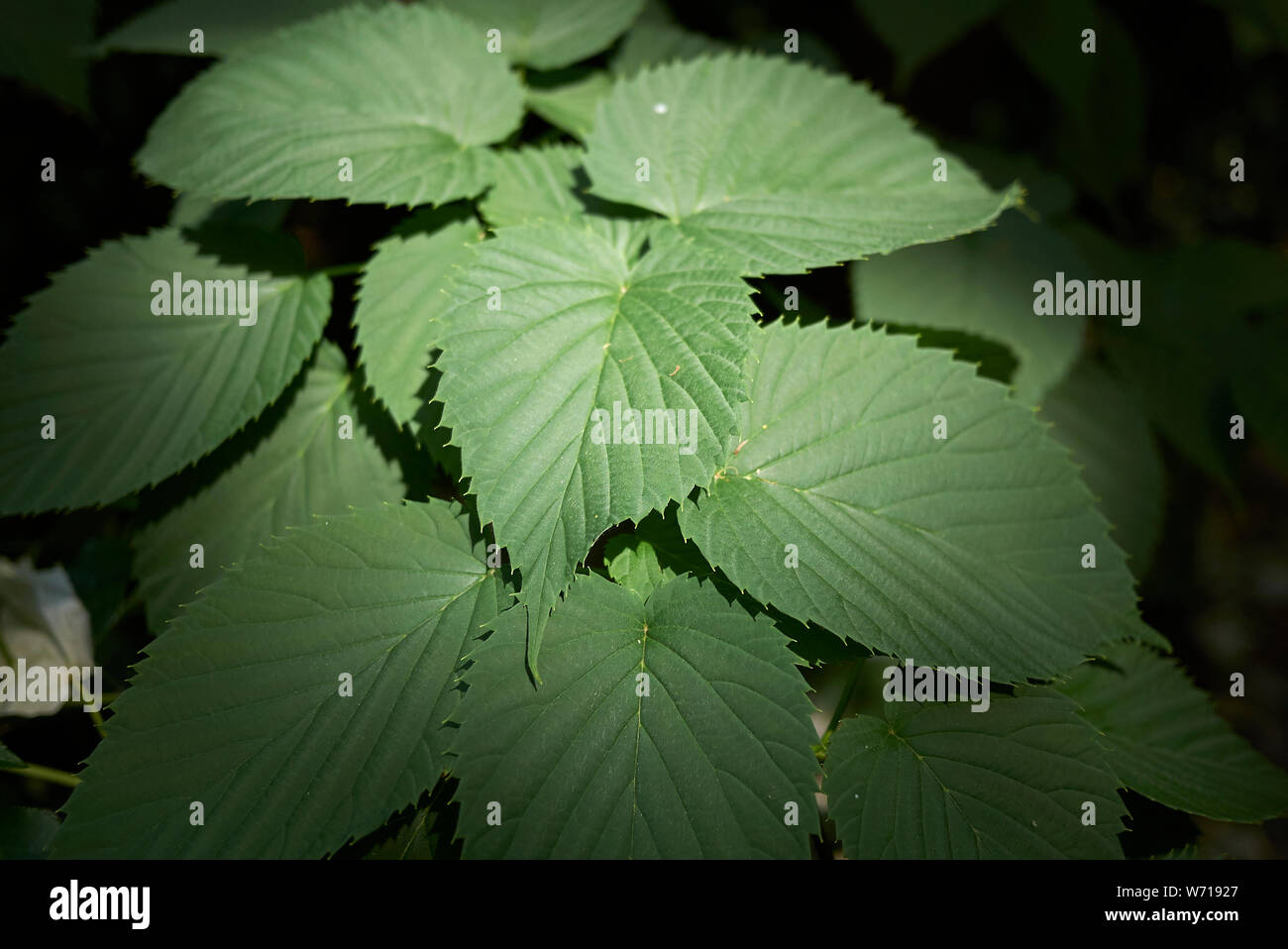 Davidia involucrata leaves close up Stock Photo - Alamy