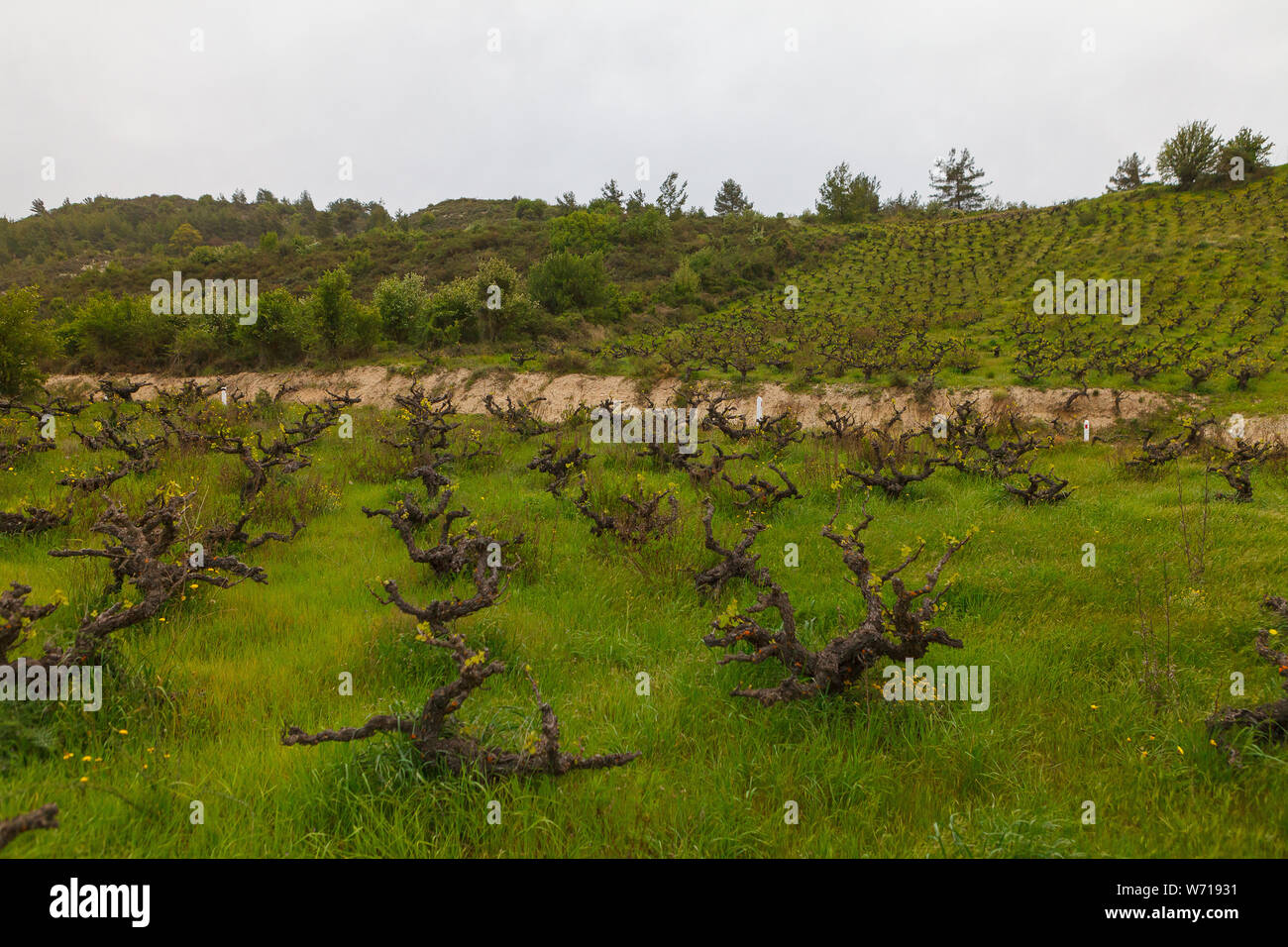 Growing olive trees and farmland in Cyprus Stock Photo - Alamy
