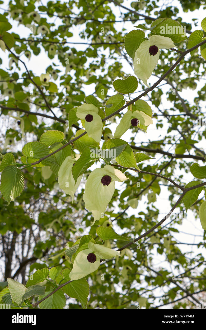 Davidia involucrata in bloom Stock Photo - Alamy