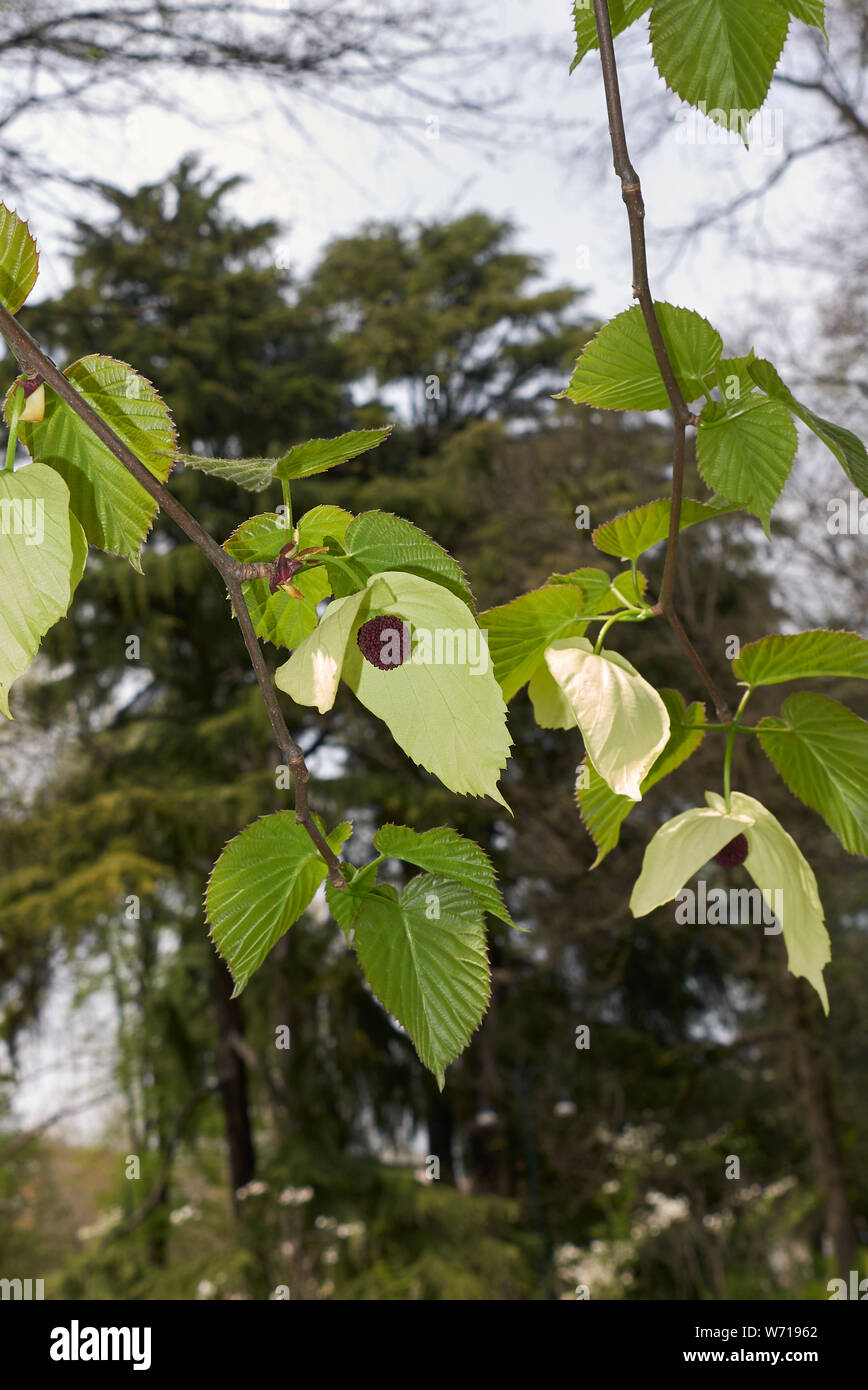 Davidia Involucrata Tree In Bloom High Resolution Stock Photography and ...