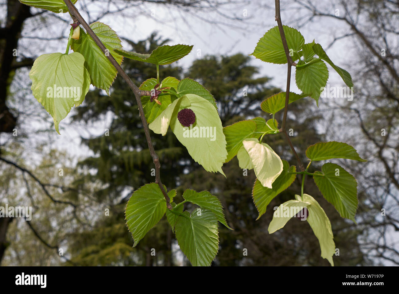 Davidia involucrata in bloom Stock Photo - Alamy
