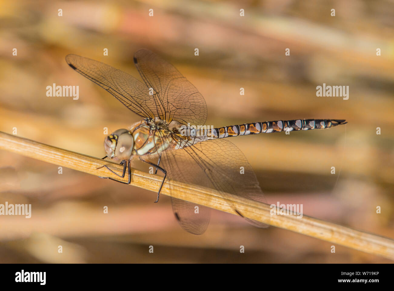 Dragonfly, migrant hawker, Aeshna mixta, sitting on a wheat stem in the ...