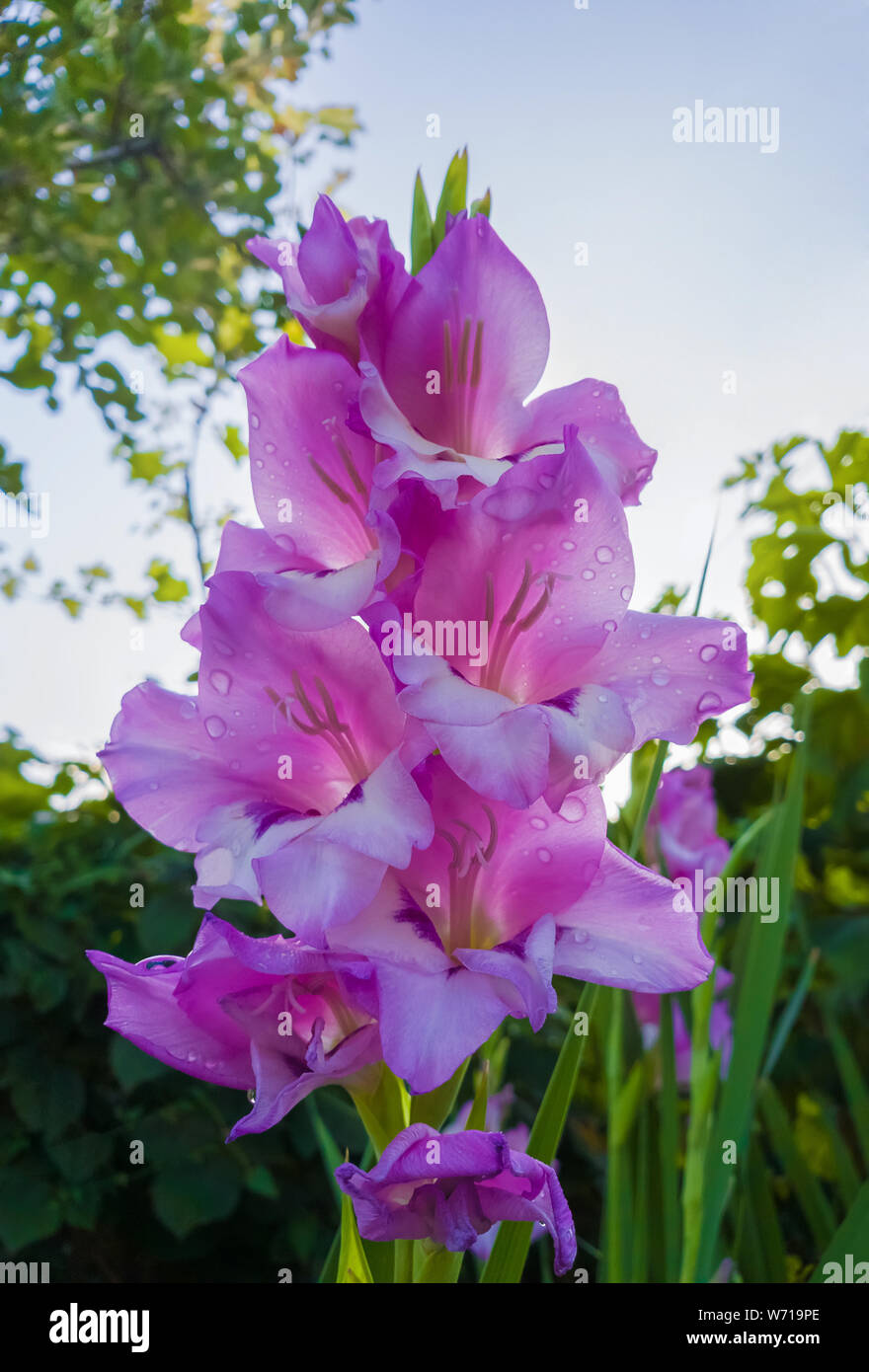 Sword lily purple flora hi-res stock photography and images - Alamy
