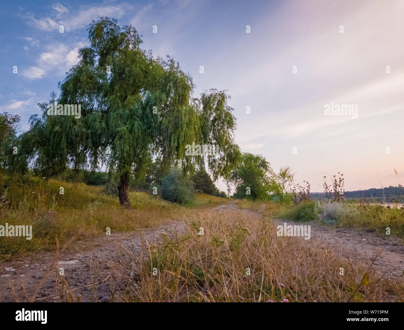 Sallow tree hi-res stock photography and images - Alamy