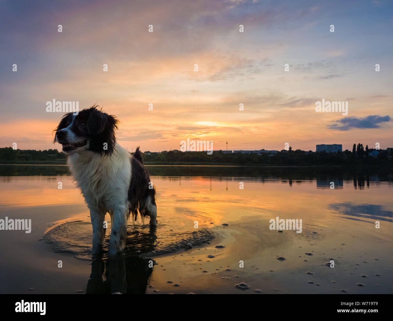 Happy dog refreshing as walking in the pond water over sunset ...