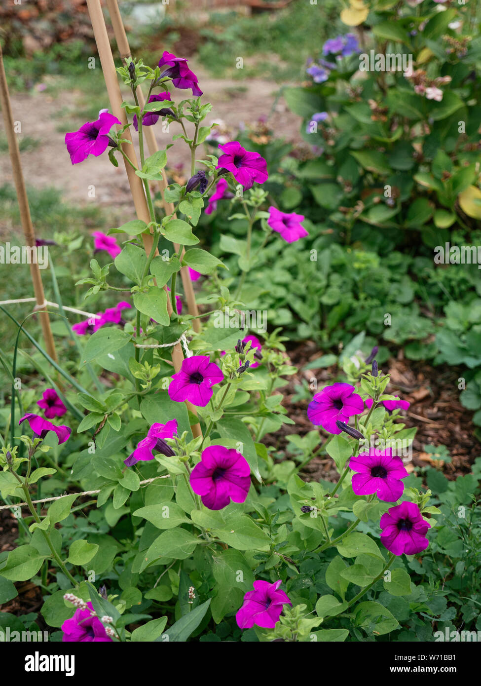 Petunia ‘purple tower’ growing on a trellis Stock Photo - Alamy
