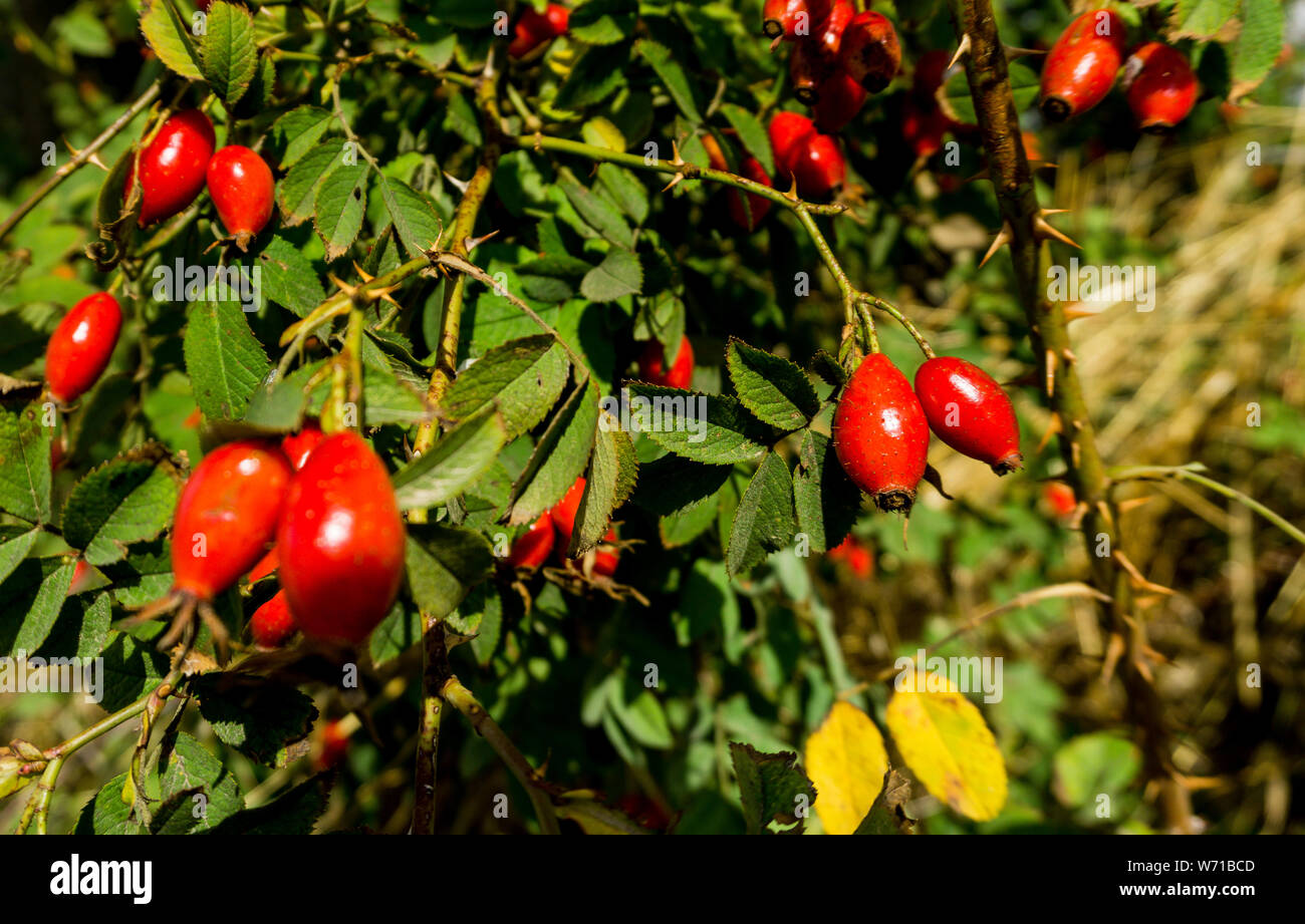 Spine bush hi-res stock photography and images - Alamy