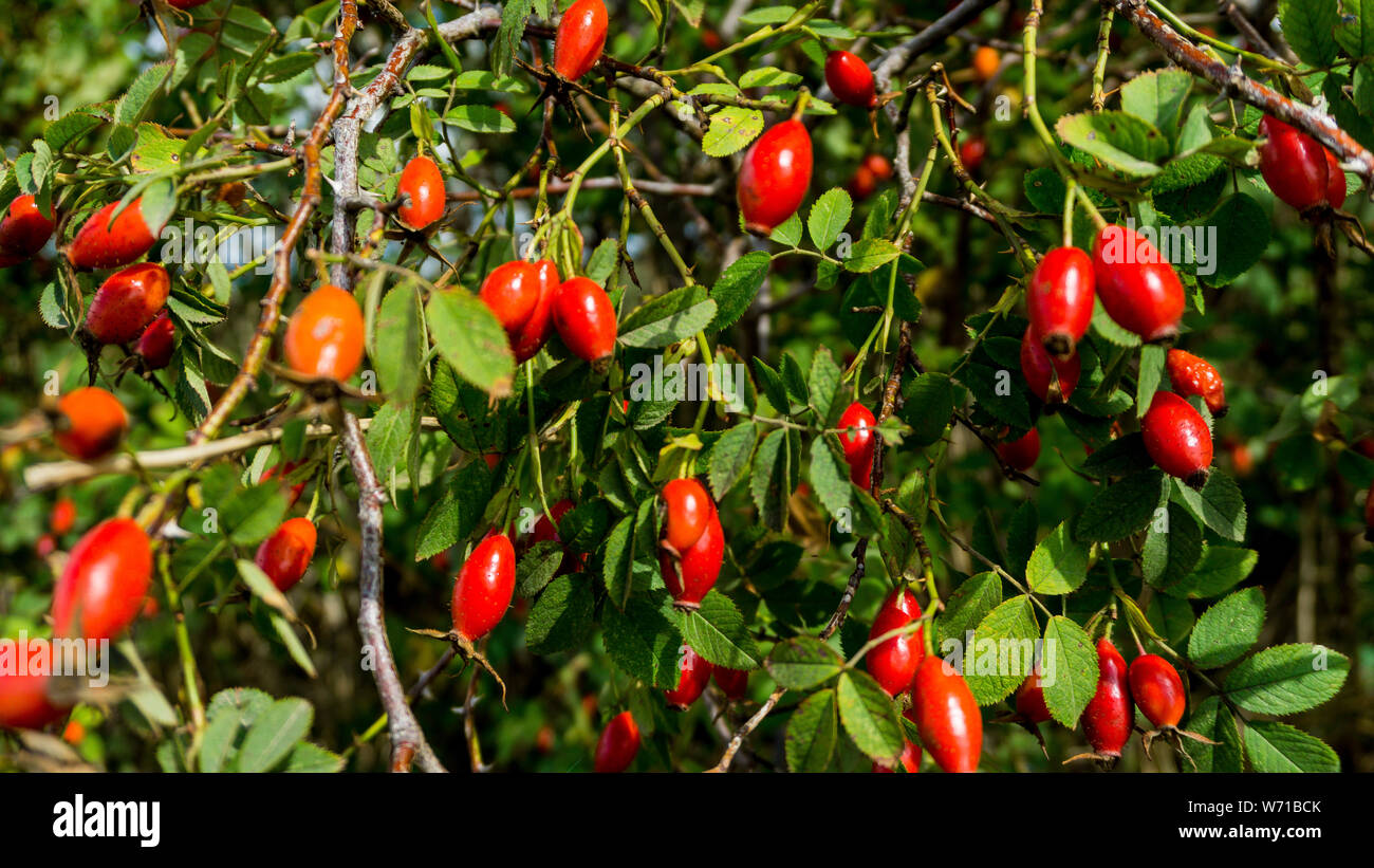 Spine bush hi-res stock photography and images - Alamy