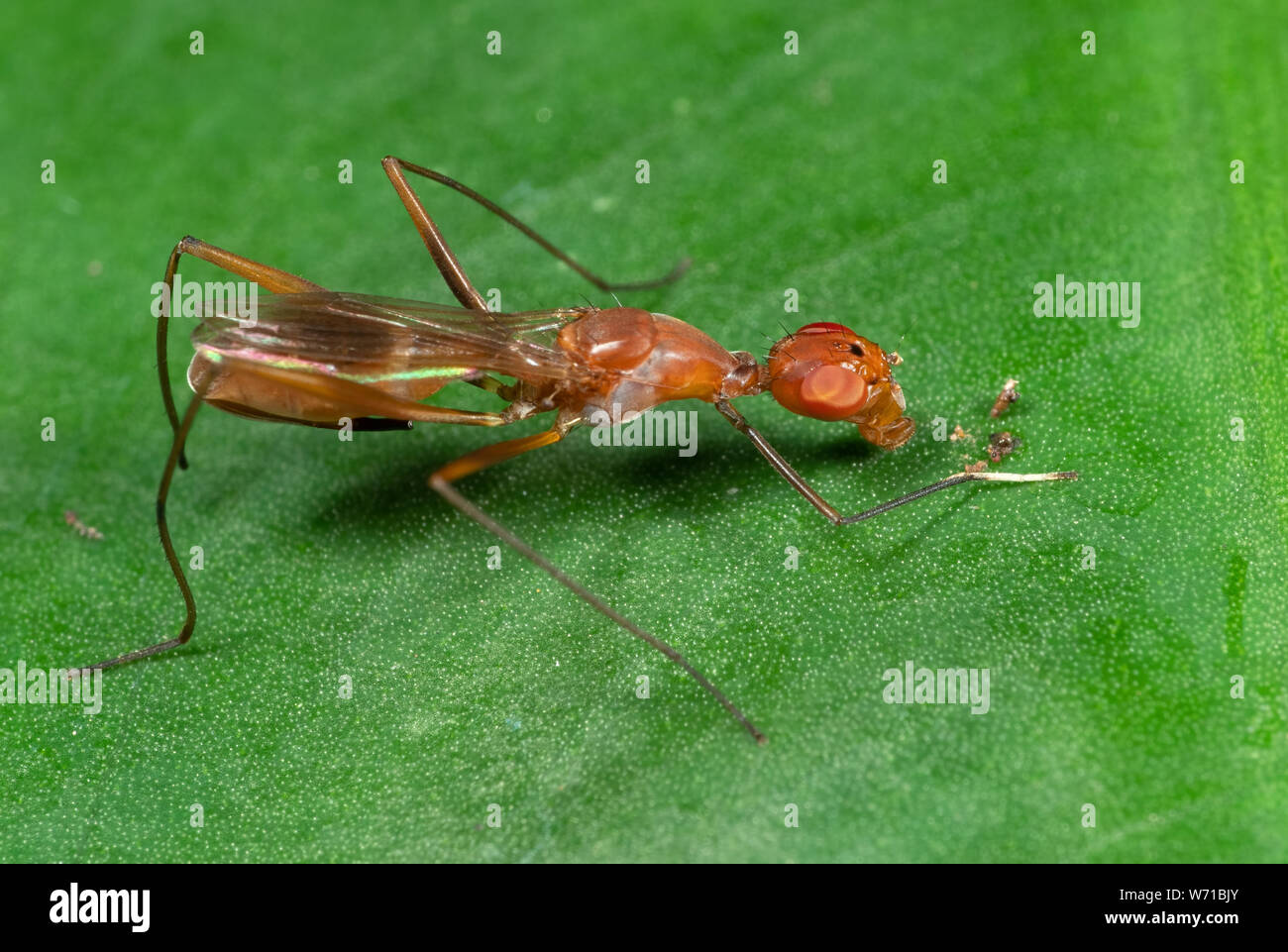 Macro Photography of Orange Stilt-legged Fly on Green Leaf Stock Photo ...