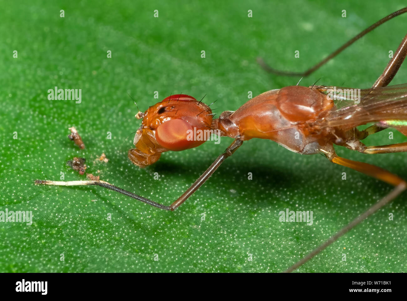 Macro Photography of Orange Stilt-legged Fly on Green Leaf Stock Photo ...