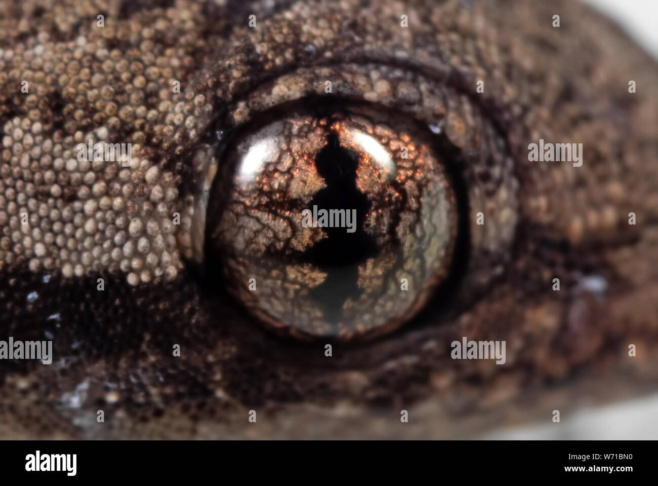 Macro Photography of Eye of Mediterranean House Gecko Stock Photo - Alamy