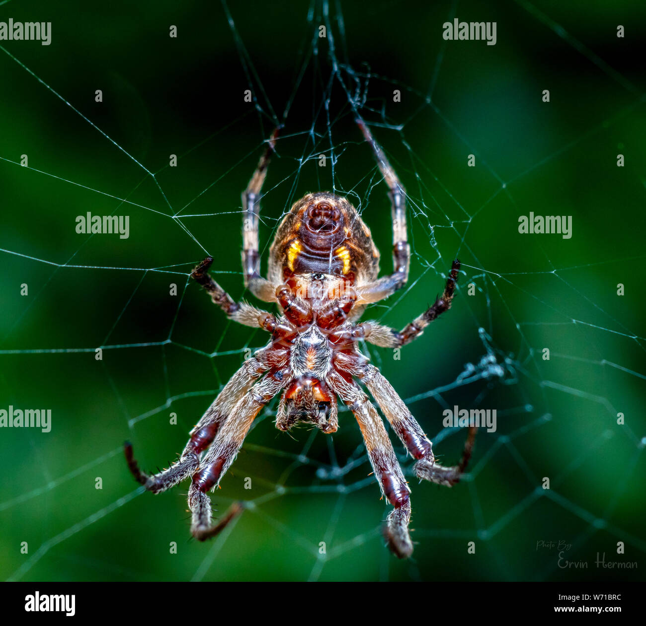 macro-photo of a beautiful spider Stock Photo - Alamy