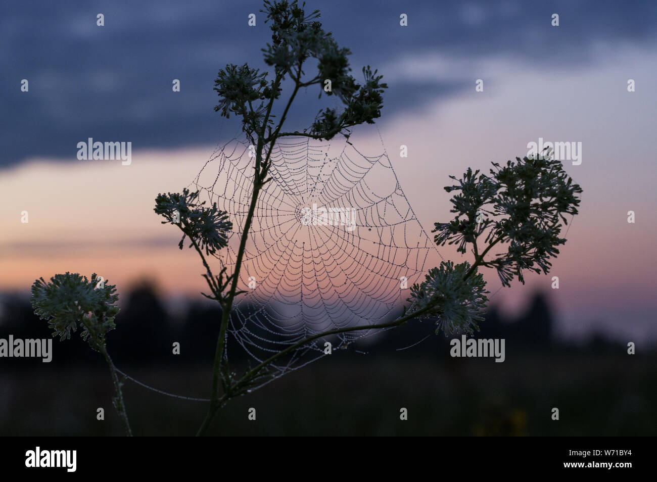 Beautiful spider web at sunrise. Spider web with dew drops. Trap flies ...
